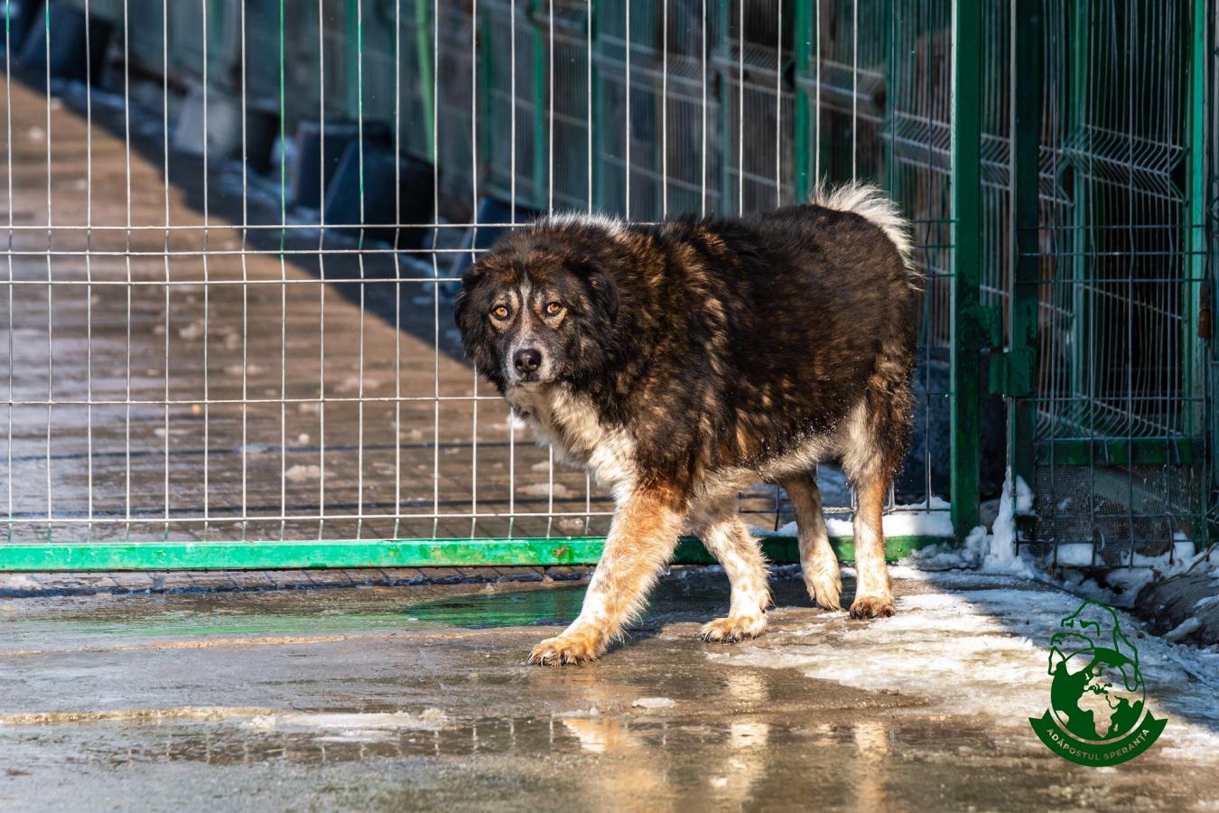 Doru-Băiatu - Adăpostul Speranța