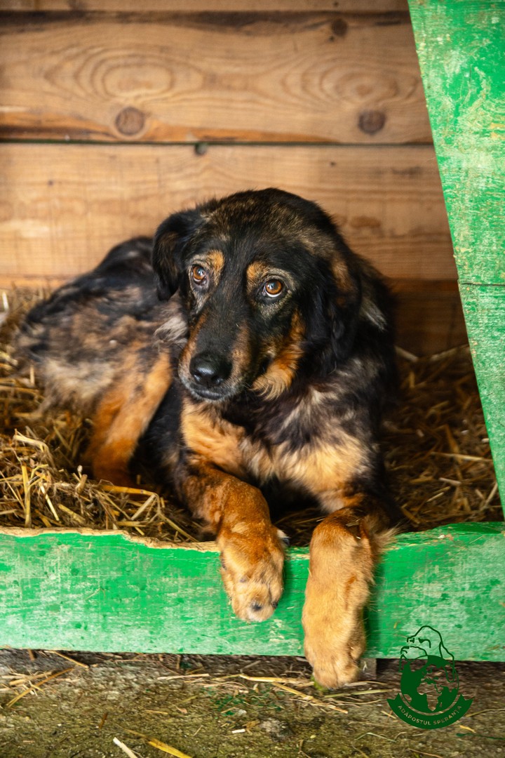 Dor - Speranța Dog Shelter