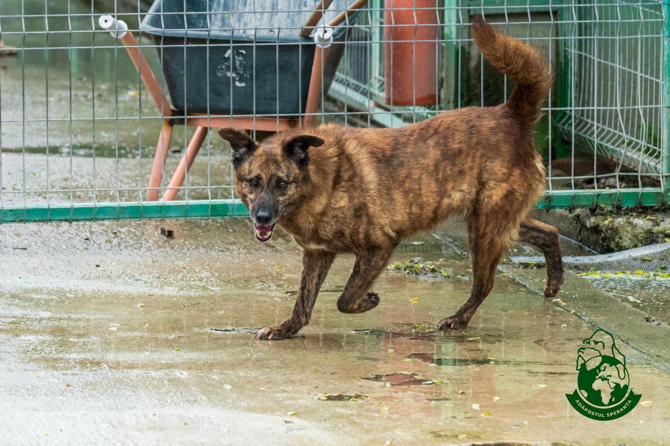 Bilă Tigrat - Adăpostul Speranța