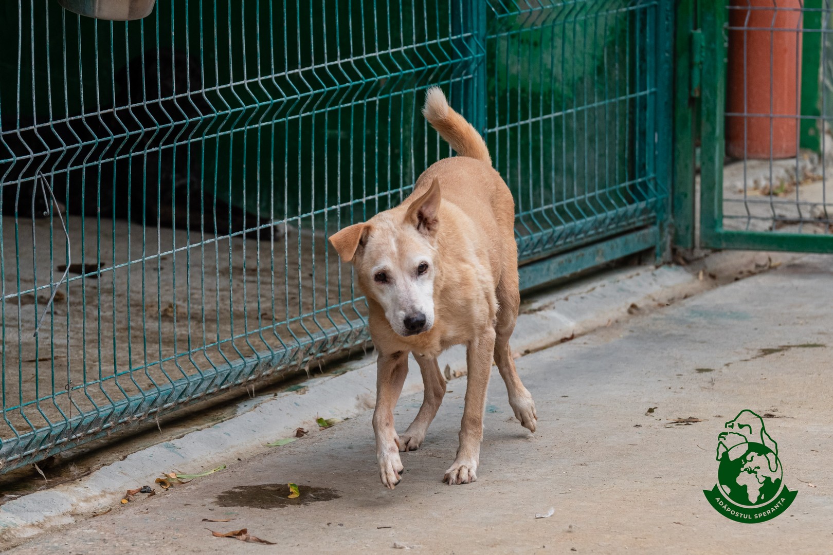 Beca - Adăpostul Speranța